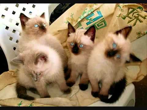 Images de chats rigolos !!!! - YouTube.flv - YouTube
