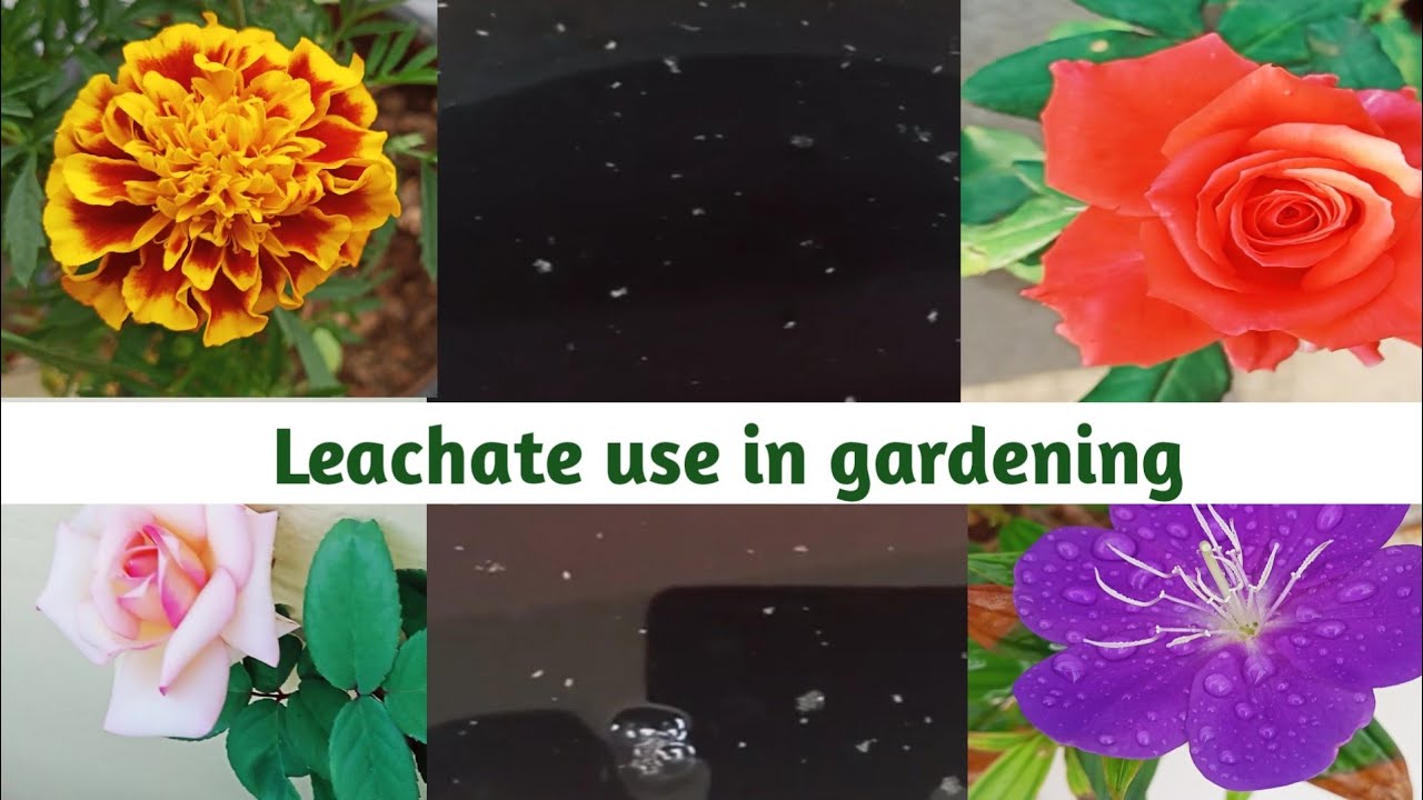 Leachate benefits in the gardening/From compost bins - YouTube