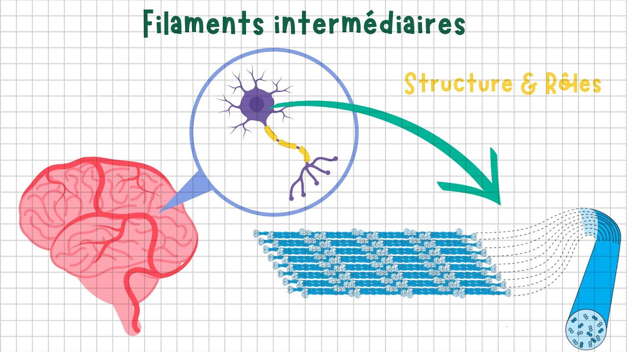 Vidéo 4 Cytosquelette / Filaments Intermédiaires : Le Pilier Caché de ...