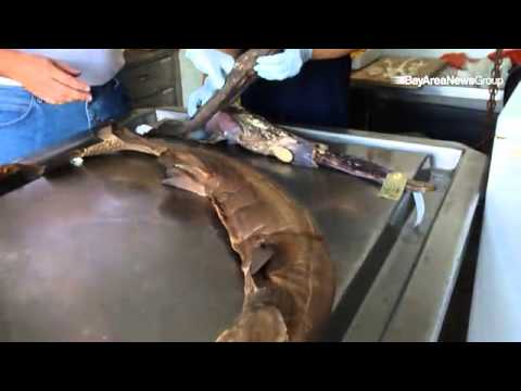 Ichthyologists Dave Ebert, left, and Paul Clerkin examine preserved ...