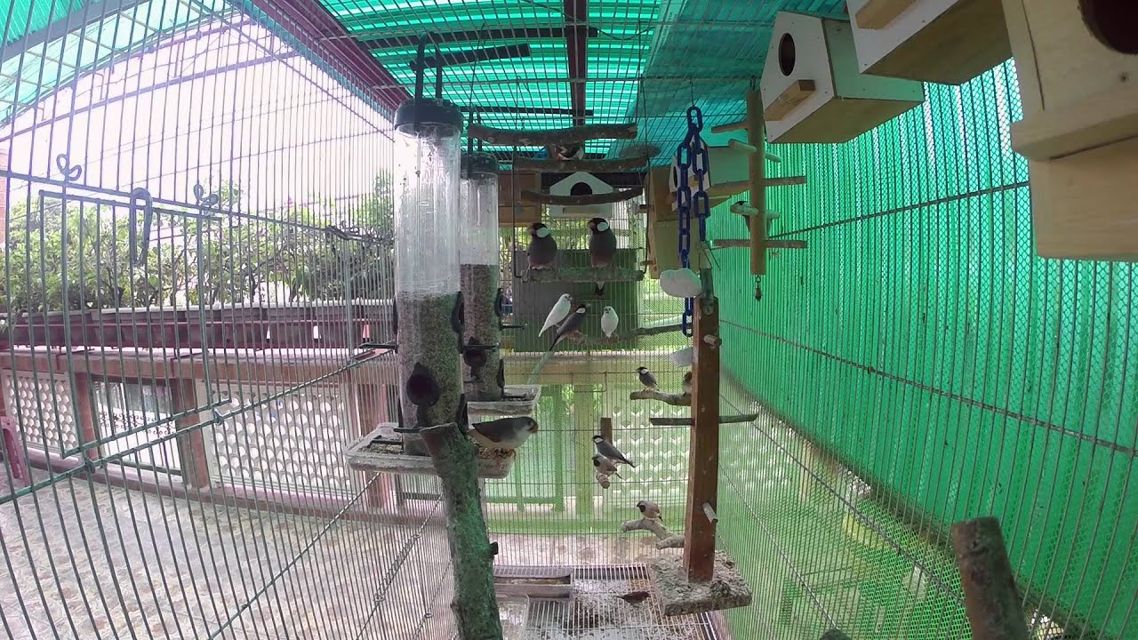 Mini Aviary - YouTube