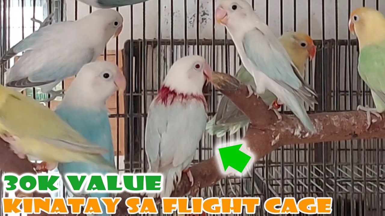 HIGH MUTE ALBS KINATAY SA FLIGHT CAGE - YouTube
