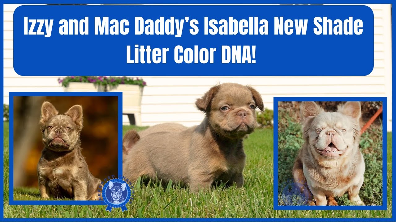 Izzy's Isabella New Shade Litter Color DNA! - YouTube
