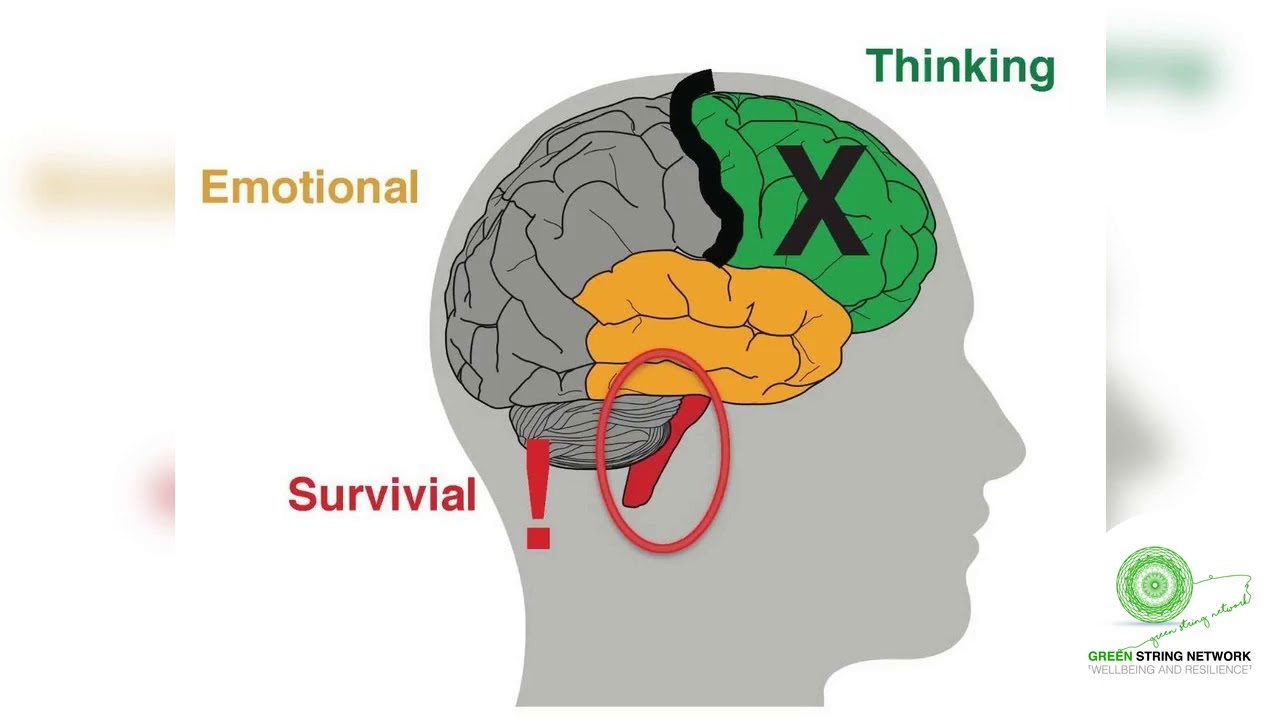 The brain explained - YouTube