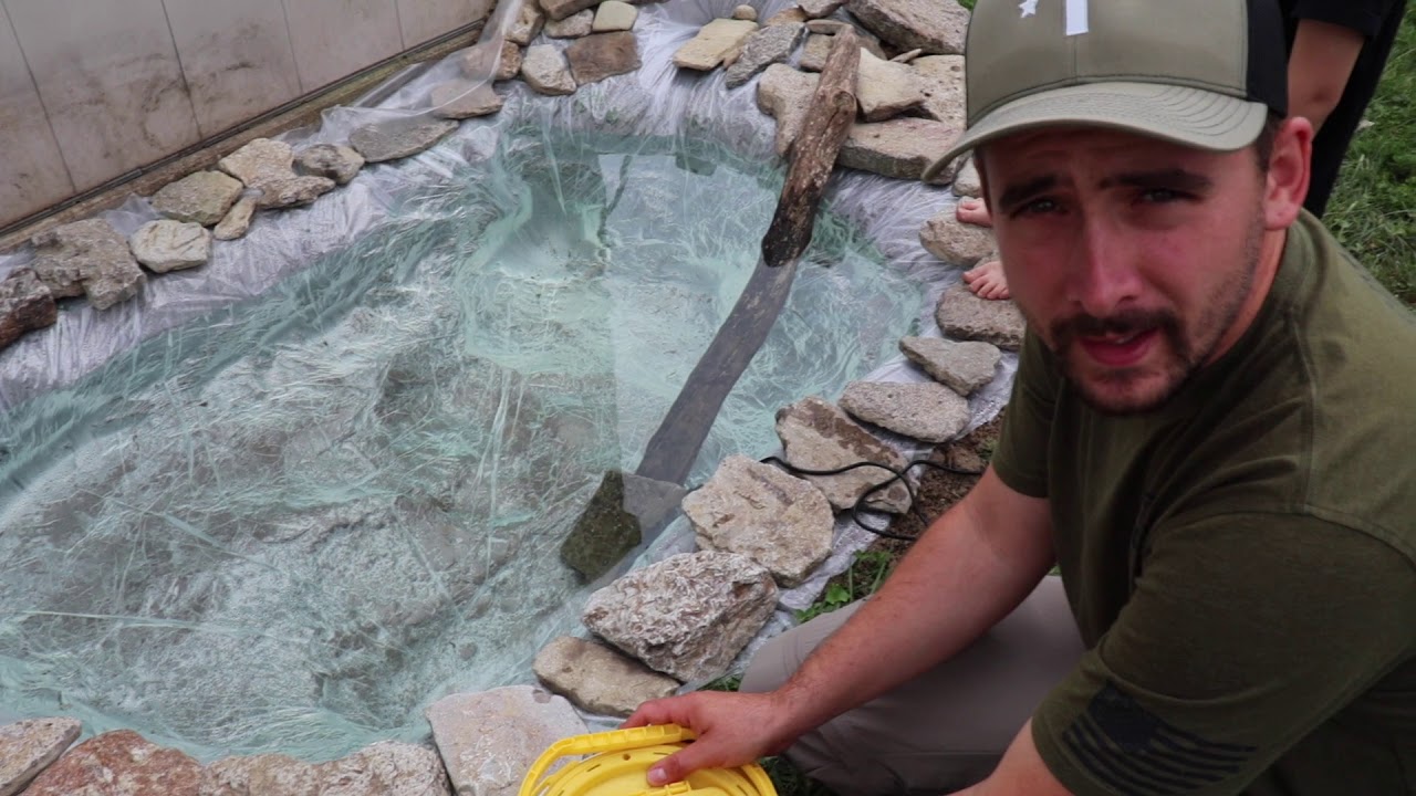 Catching Fish with Minnow Trap for Backyard Pond (DIY Pond Part 2 ...