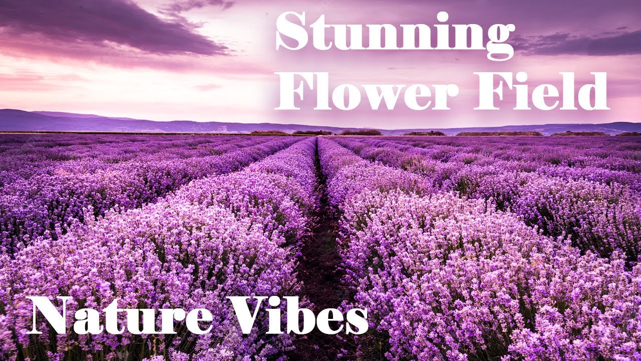 Stunning Flower Field | Healing sounds of nature | Birds Chirping and ...