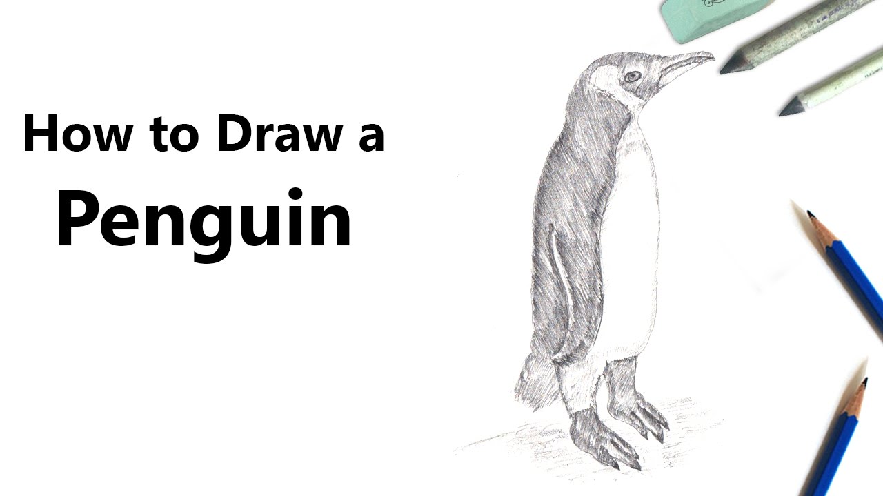 How to Draw a Penguin with Pencils [Time Lapse] - YouTube