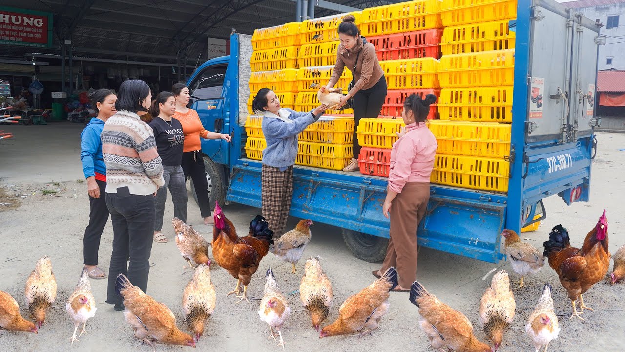 Harvesting Many Chicken On The Farm and Use Truck Take Them To ...