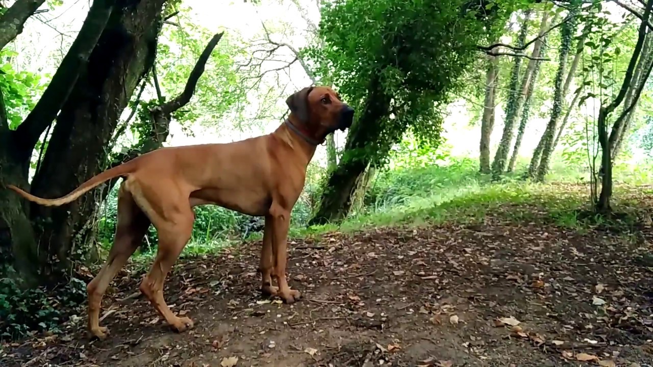 La actividad del Rhodesian Ridgeback - YouTube