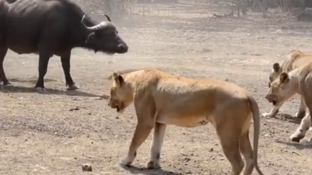 Bualli që sulmon Luanët por.. a trembet një luan nga një buall ...