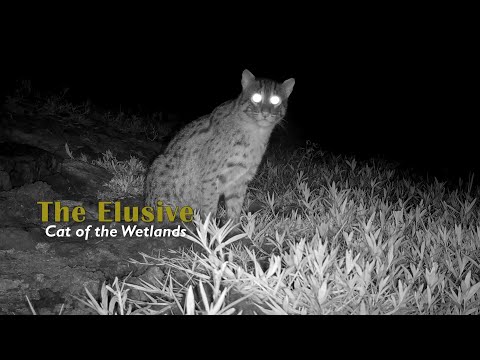 The Elusive (Cat of the Wetlands) - The Fishing Cat story