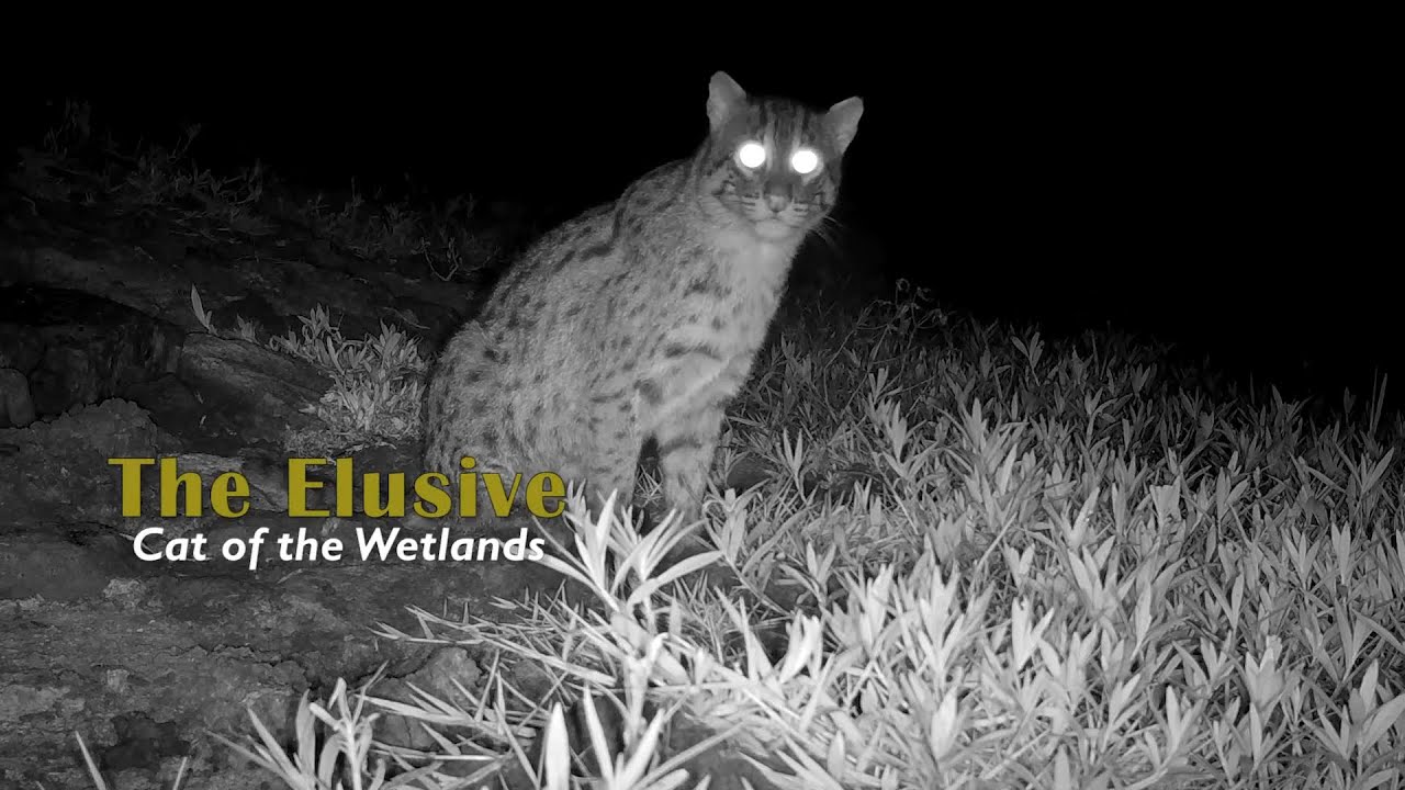 The Elusive (Cat of the Wetlands) - The Fishing Cat story - YouTube