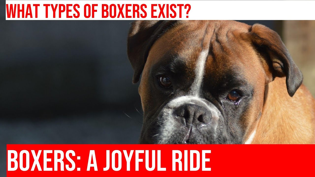 Exploring the Different Types of Boxer Breeds & Varieties - YouTube