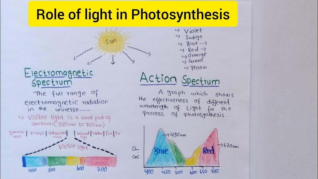 Role of light in Photosynthesis/ Electromagnetic Spectrum and Action ...