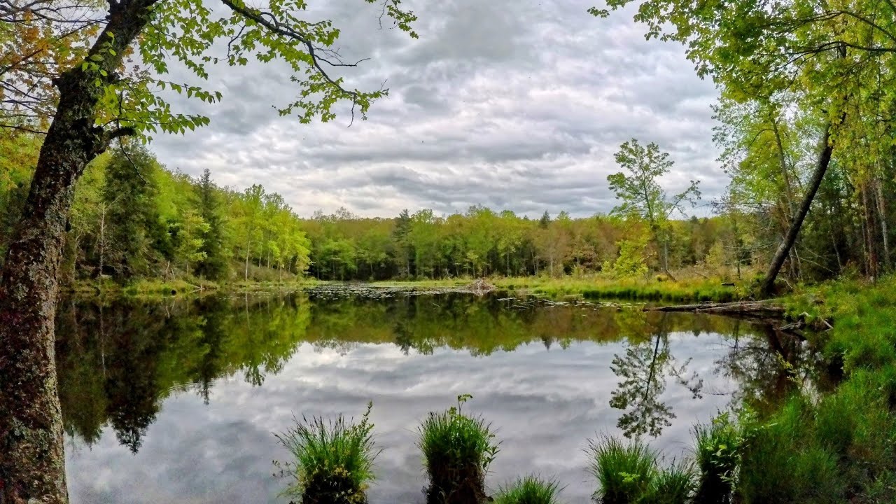 Dismal Brook Preserve, North Granby CT, with beaver pond, smallpox ...