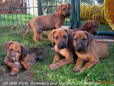 VDH/FCI Rhodesian Ridgeback "Happy Birthday Runa" 13 puppies around ...