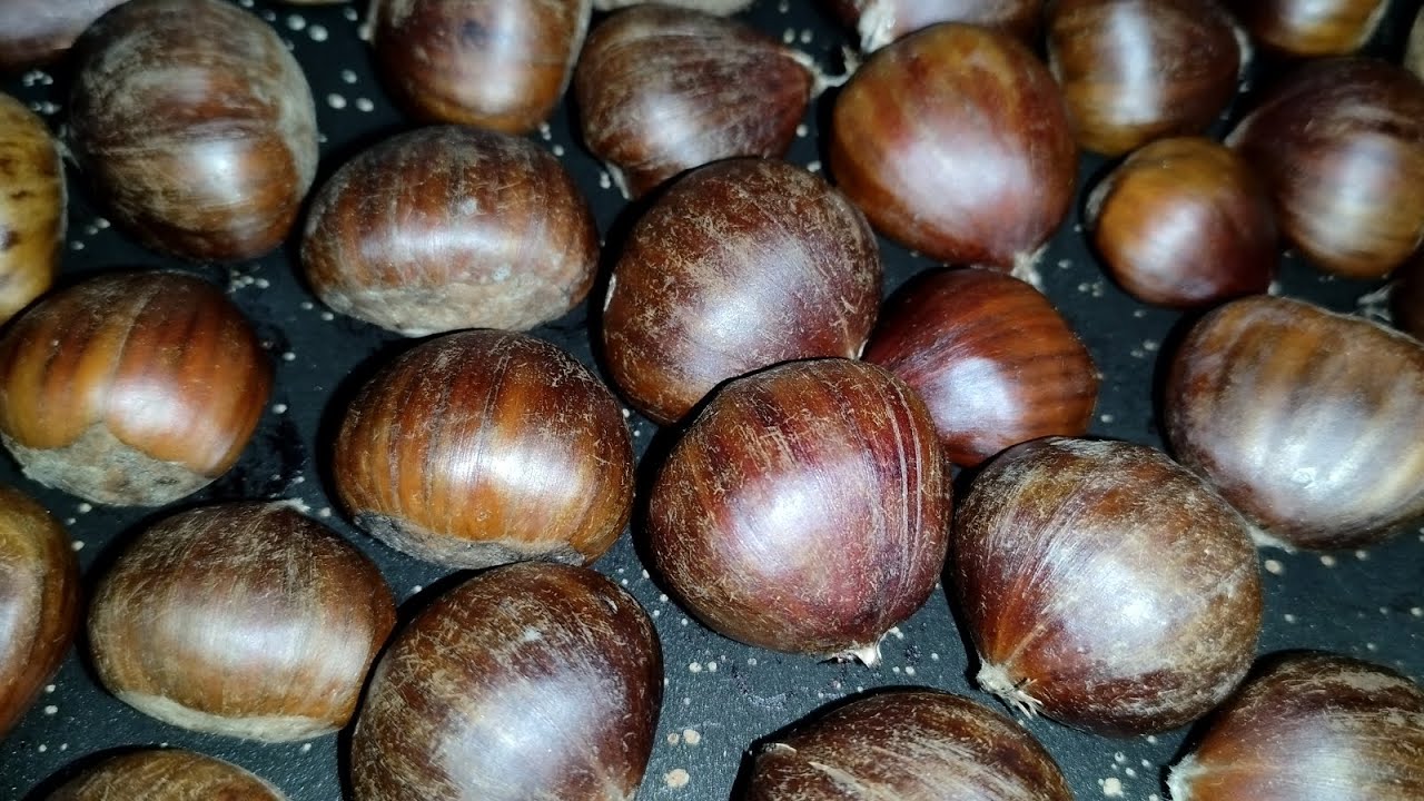How to eat chestnut 🌰 / roasting chestnuts 🌰 - YouTube