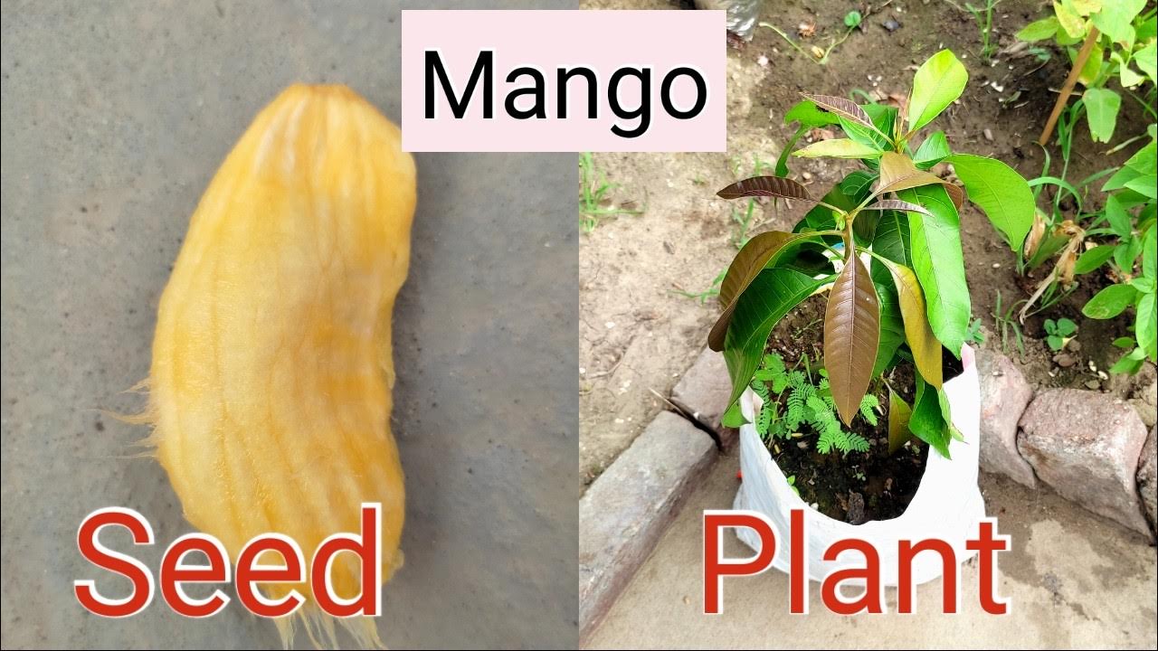 How To Grow A Mango Seed In Water| Growing Mango From Seed - Germinate To Week 4 - YouTube