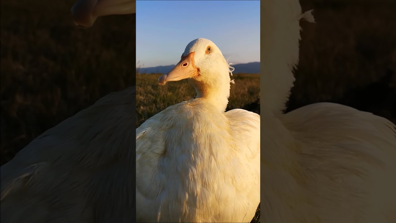 OMG! Duck is Crying with REAL TEARS! #Shorts 😭 - YouTube