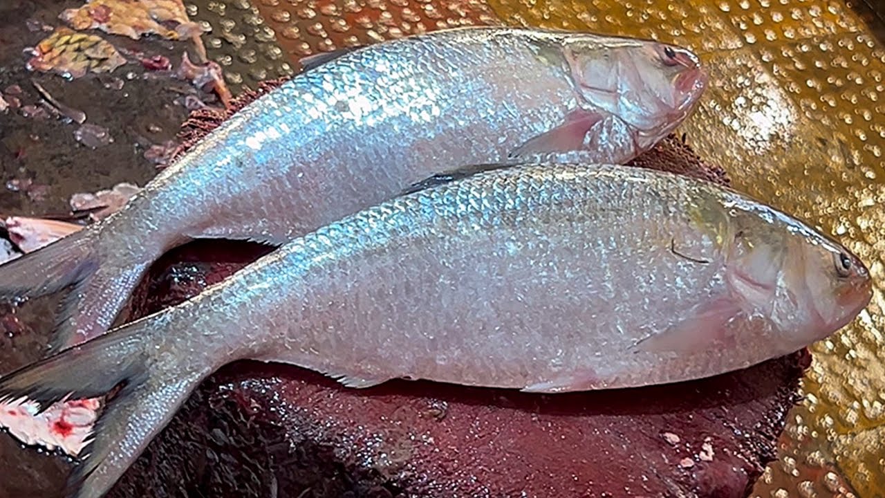 Today Delicious Big Hilsa Fish Cutting Live In Fish Market | Ilish Fish ...
