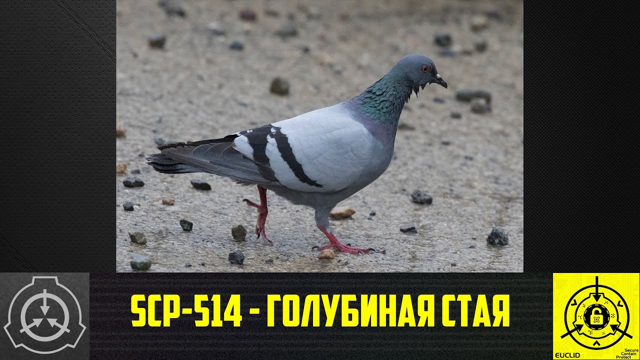 SCP-514 - Голубиная стая 【СТАРАЯ ОЗВУЧКА】 - YouTube