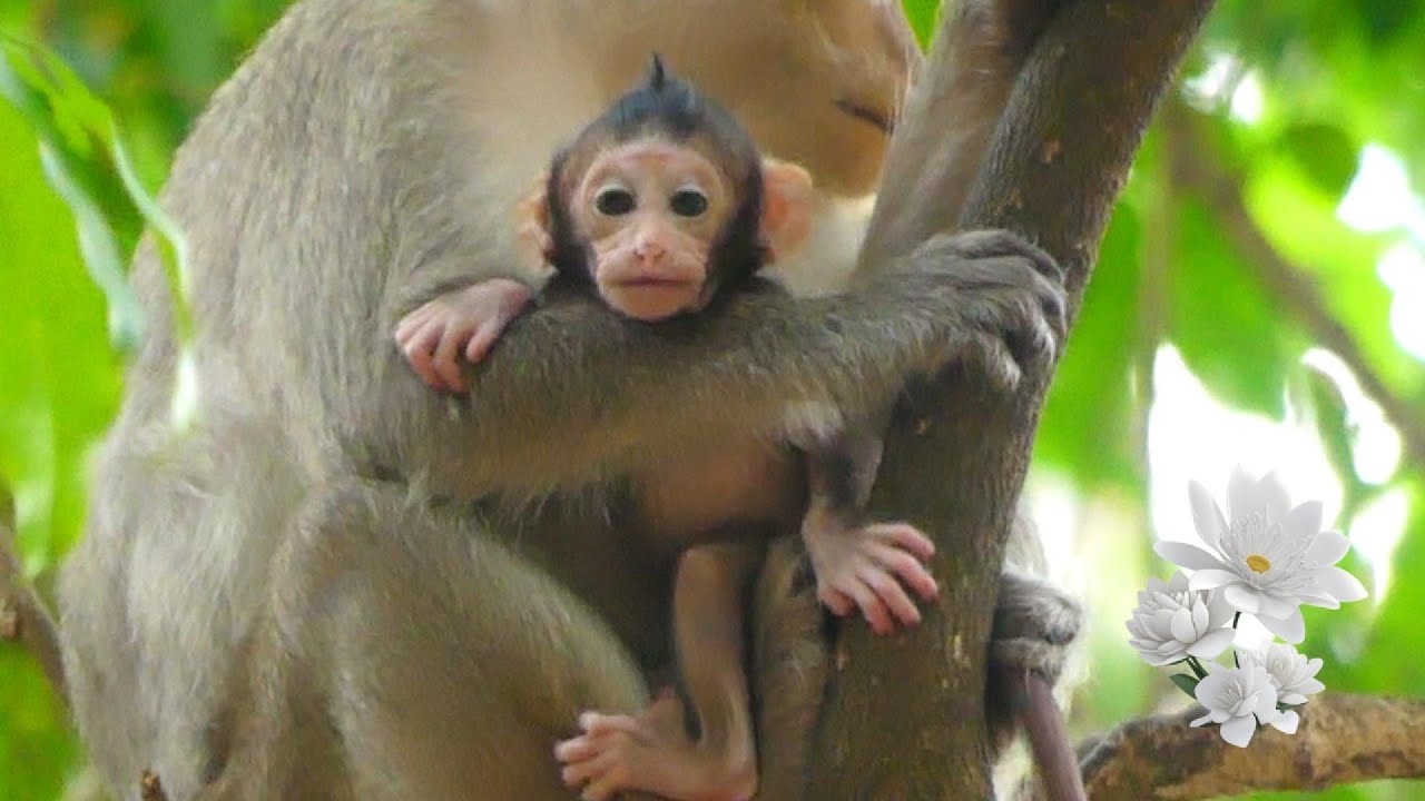 The good mother monkey has experience in taking care of her baby monkey ...