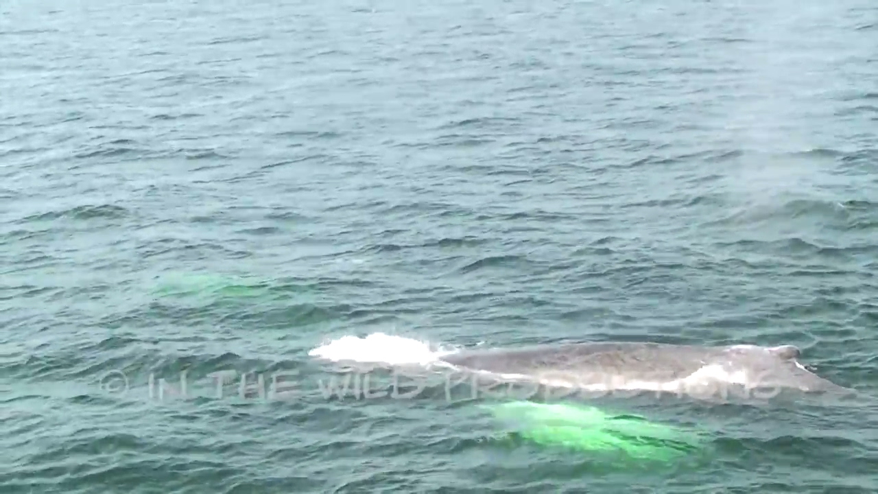 Humpback Whale Named Salt Footage 118080 - YouTube