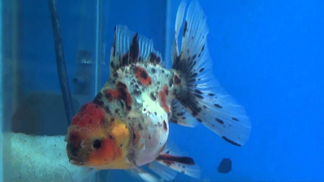 Oranda Junior IPPAE2012 - YouTube