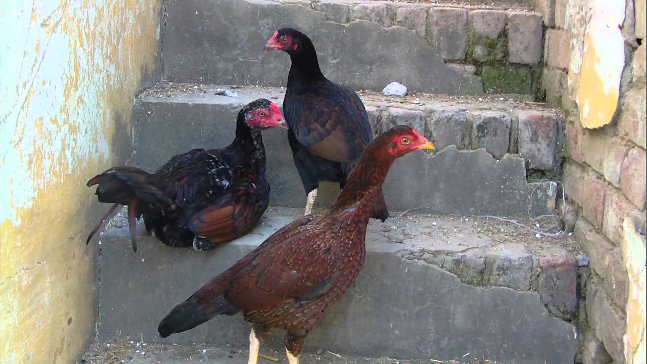 Pakistani Aseels Home Breed From WahidAseels - YouTube