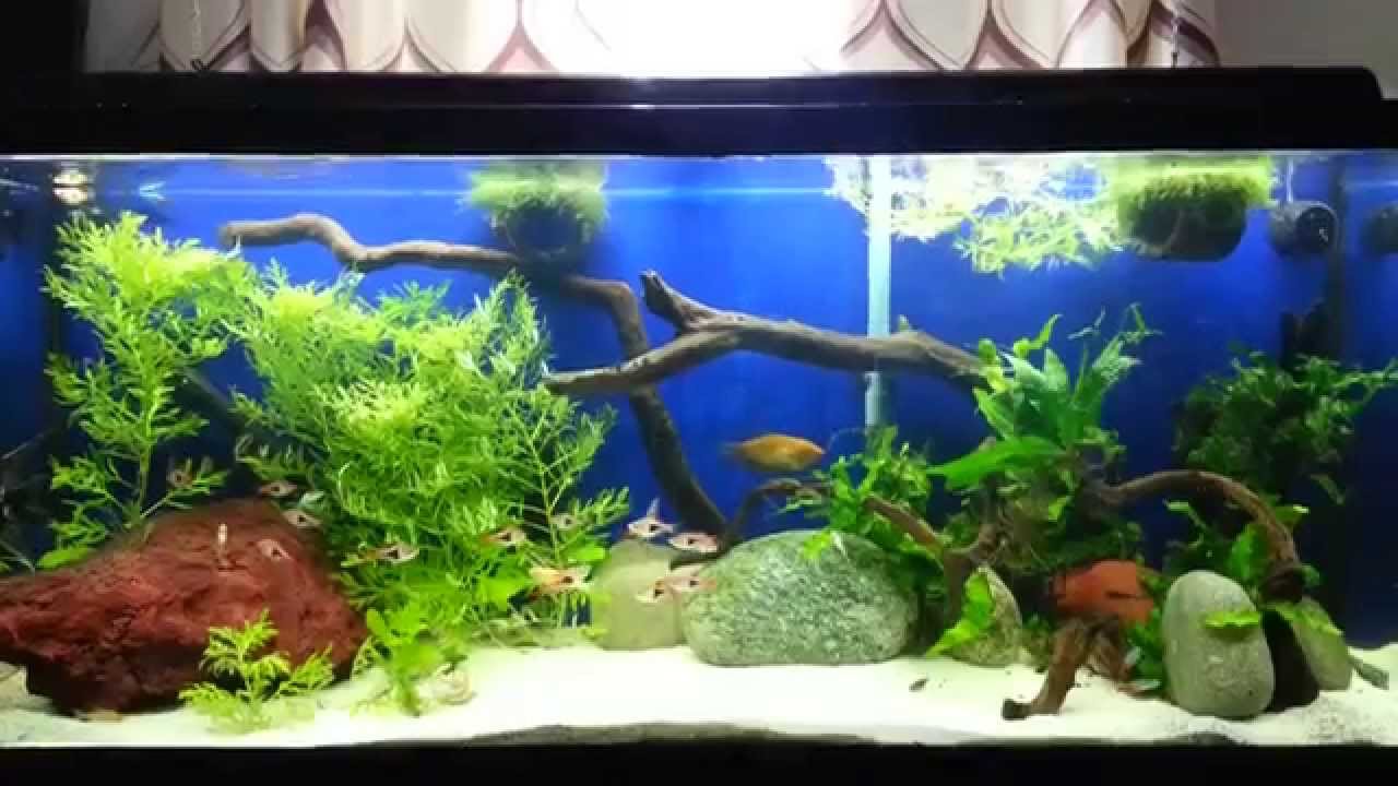 55 gallon planted community (old goldfish tank) - YouTube
