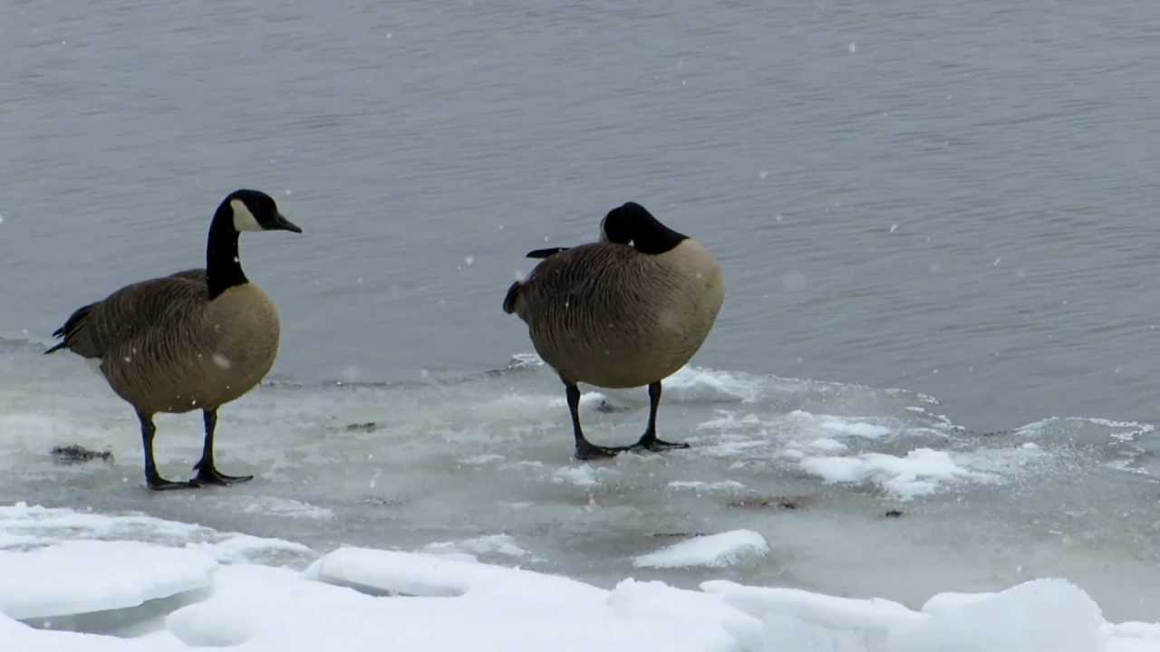 Goose pooping in Erie, PA. We had no idea! LOL! - YouTube