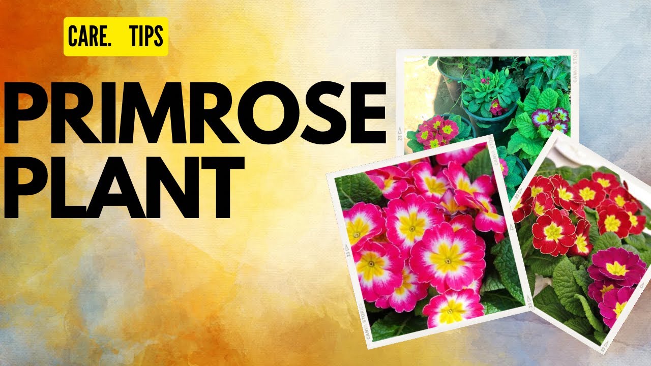 How To Care Primrose / Primula Plant 🌱🌱 - YouTube