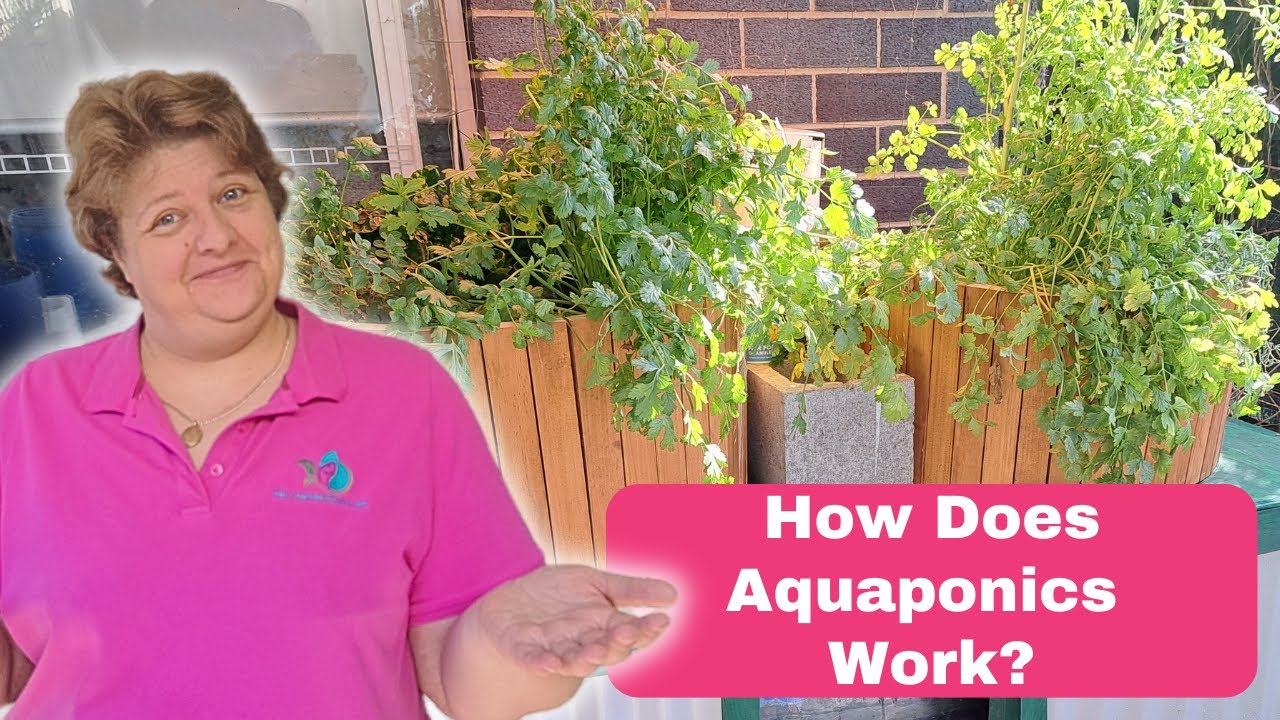 What is Aquaponics and How does it Work? Including some basic designs ...