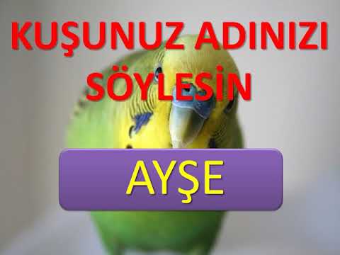 Muhabbet kuşunuz AYŞE desin