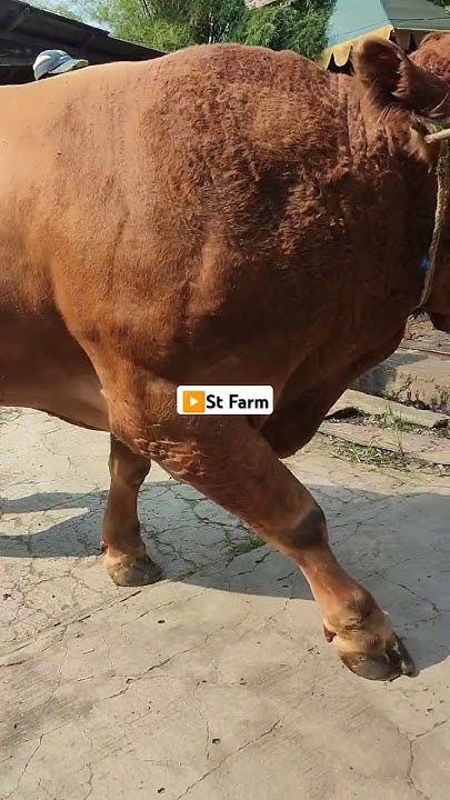 pendatang baru, calon sapi qurban jumbo siap di booking, simental cross belgian blue - YouTube
