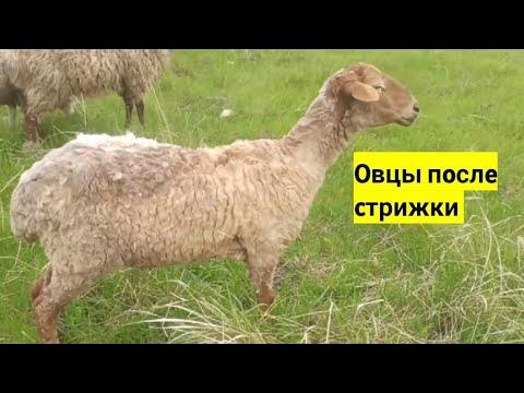 Купил новые ножницы! овцы после стрижки - YouTube