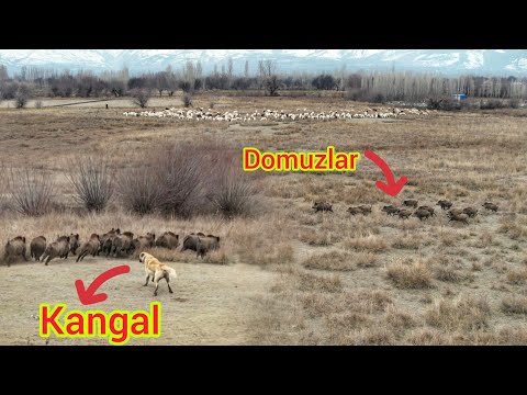 13 TANE DOMUZ KOYUNLARIN İÇİNE GİRECEKTİ ~BOZOK ONLARI GERİ PÜSKÜRTTÜ ~BOAR ATTACK