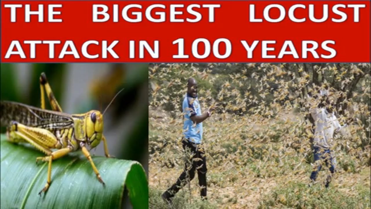 Locus attack in India | Why India faces the worst locust attack in ...
