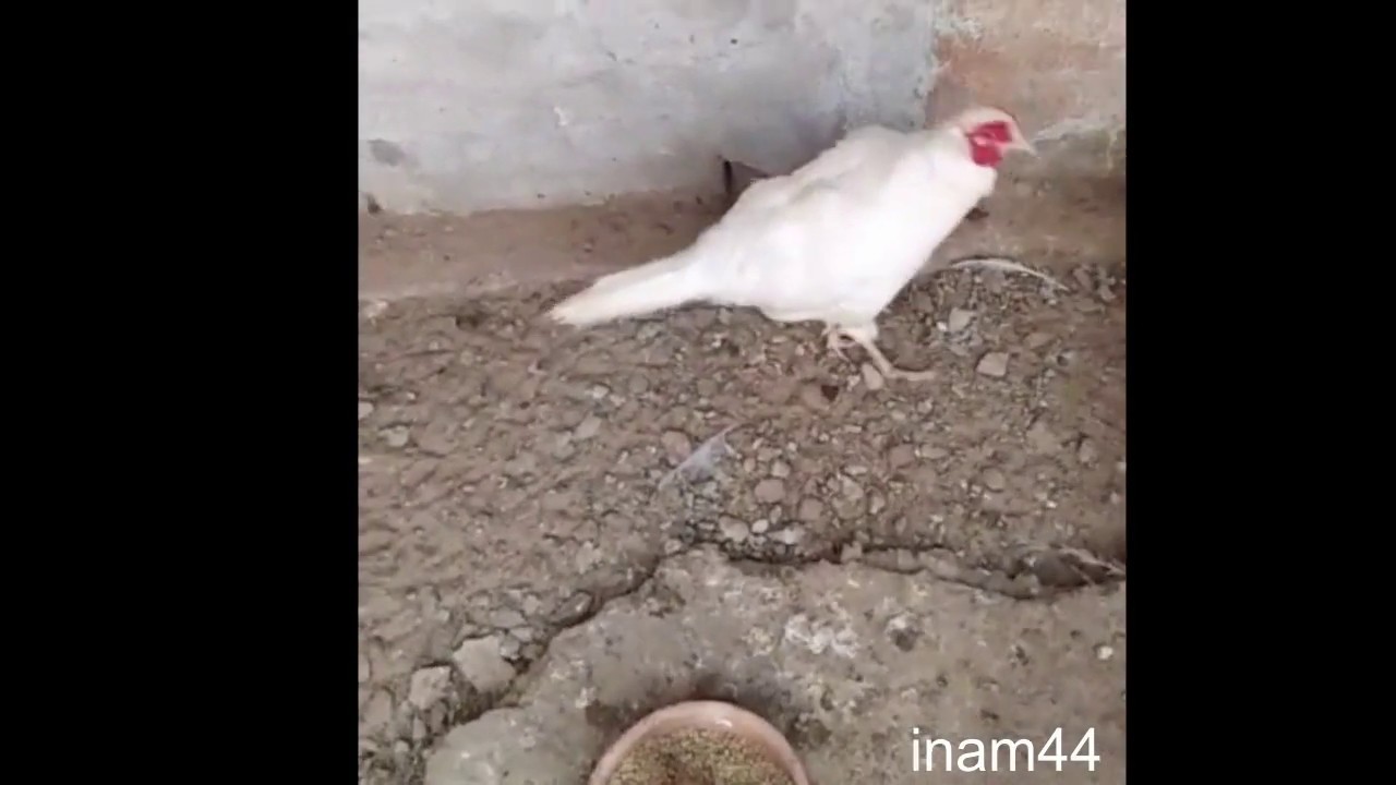 Surkhaab || White Pheasants || Beautiful Bird || inam44 - YouTube