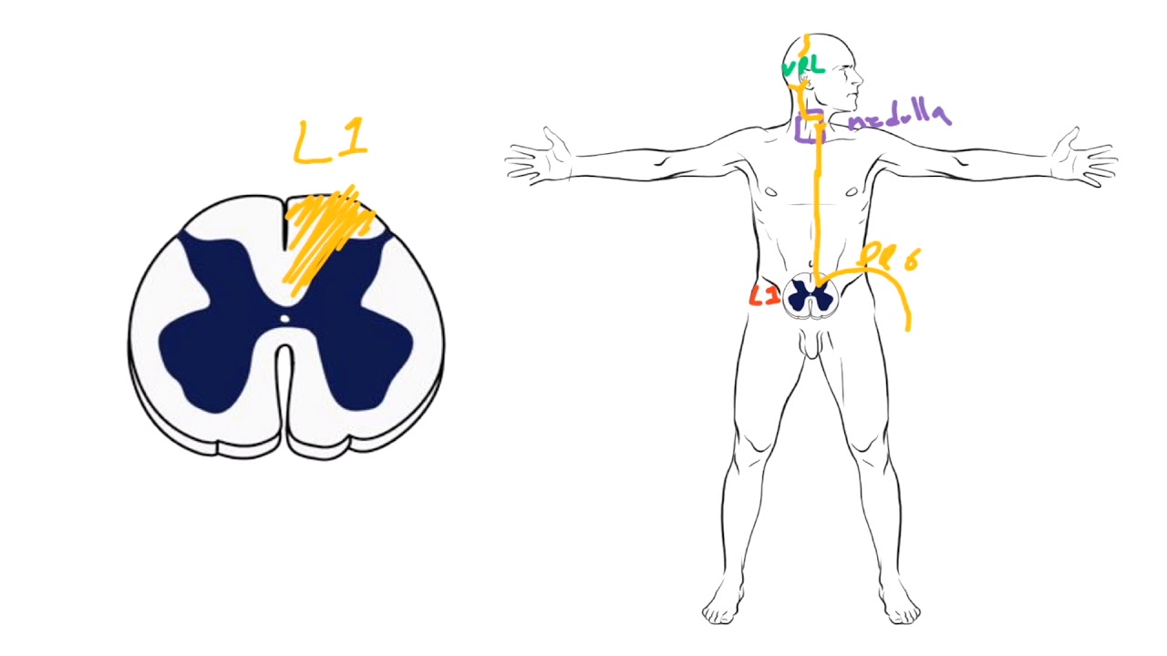 Neurology Section II Part 2 Physeo - YouTube