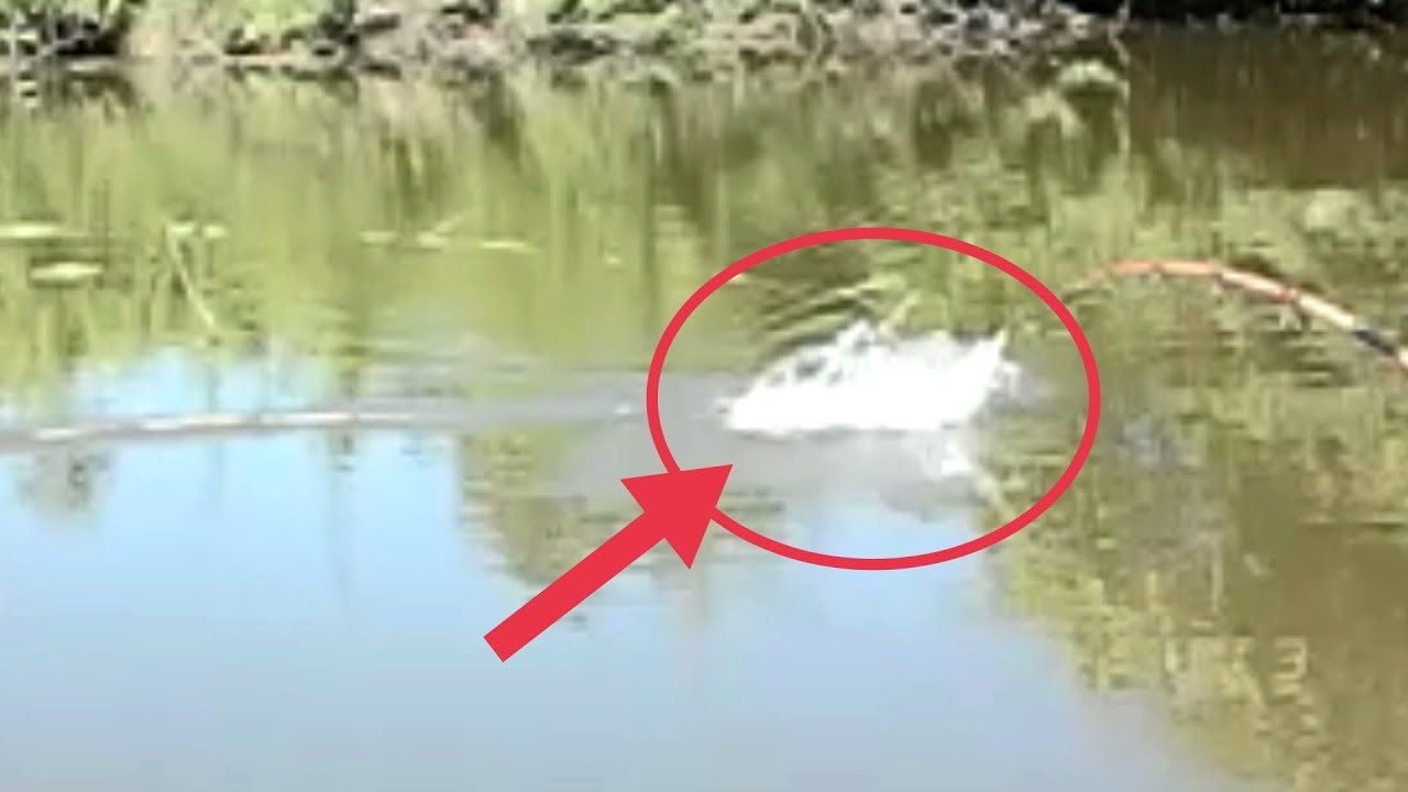 Detik Detik Dapat Sambaran Ikan Gabus Raksasa - YouTube