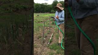 Kelly's Garden Tips: Watering