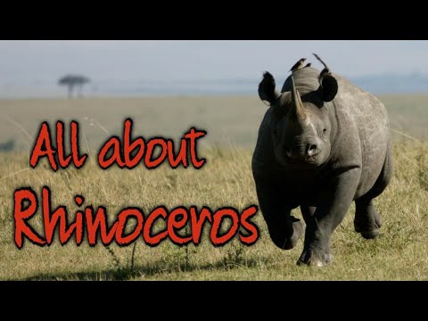 All àbout Rhinoser ...is Rhinos dangerous???#preesparadise - YouTube