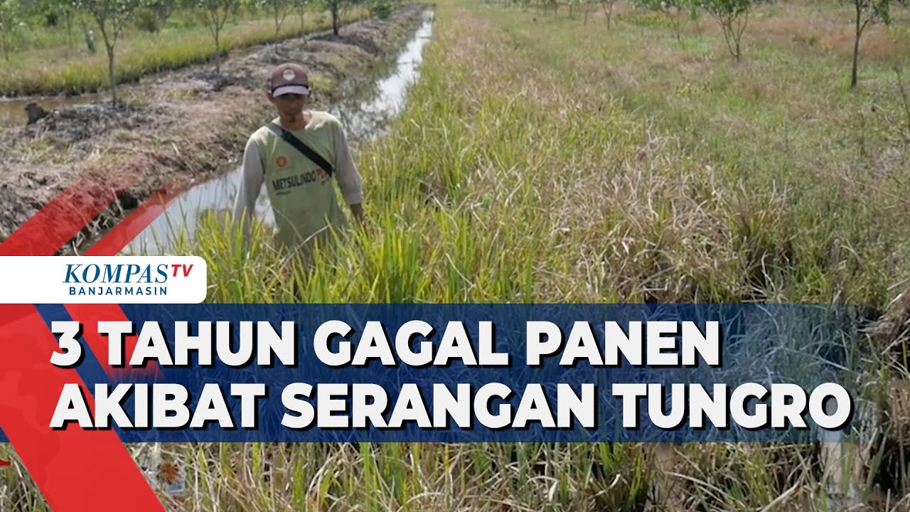Hama Tungro Serang Padi di Batola, Petani Akui 80% Gagal Panen - YouTube