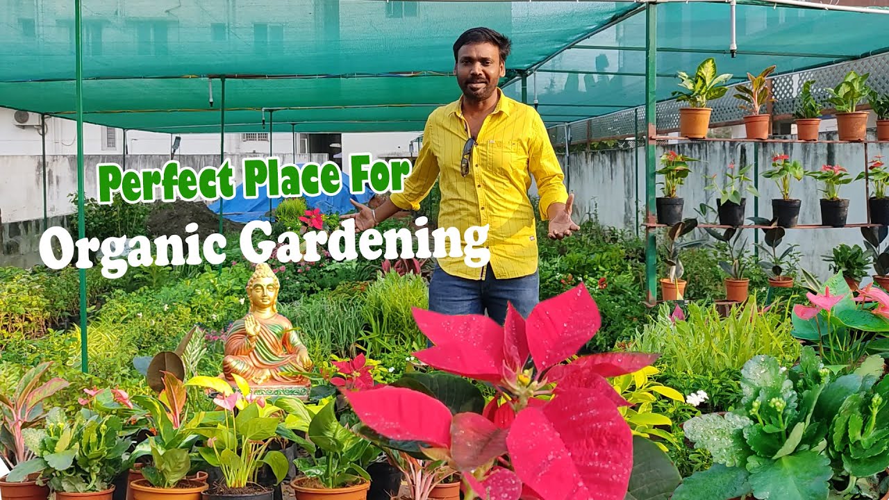 organic plants & native seeds tamil | best nursery garden in chennai ...