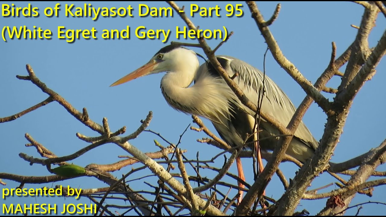 Birds of Kaliyasot Dam - Part 95 (White Egret and Gery Heron) - YouTube