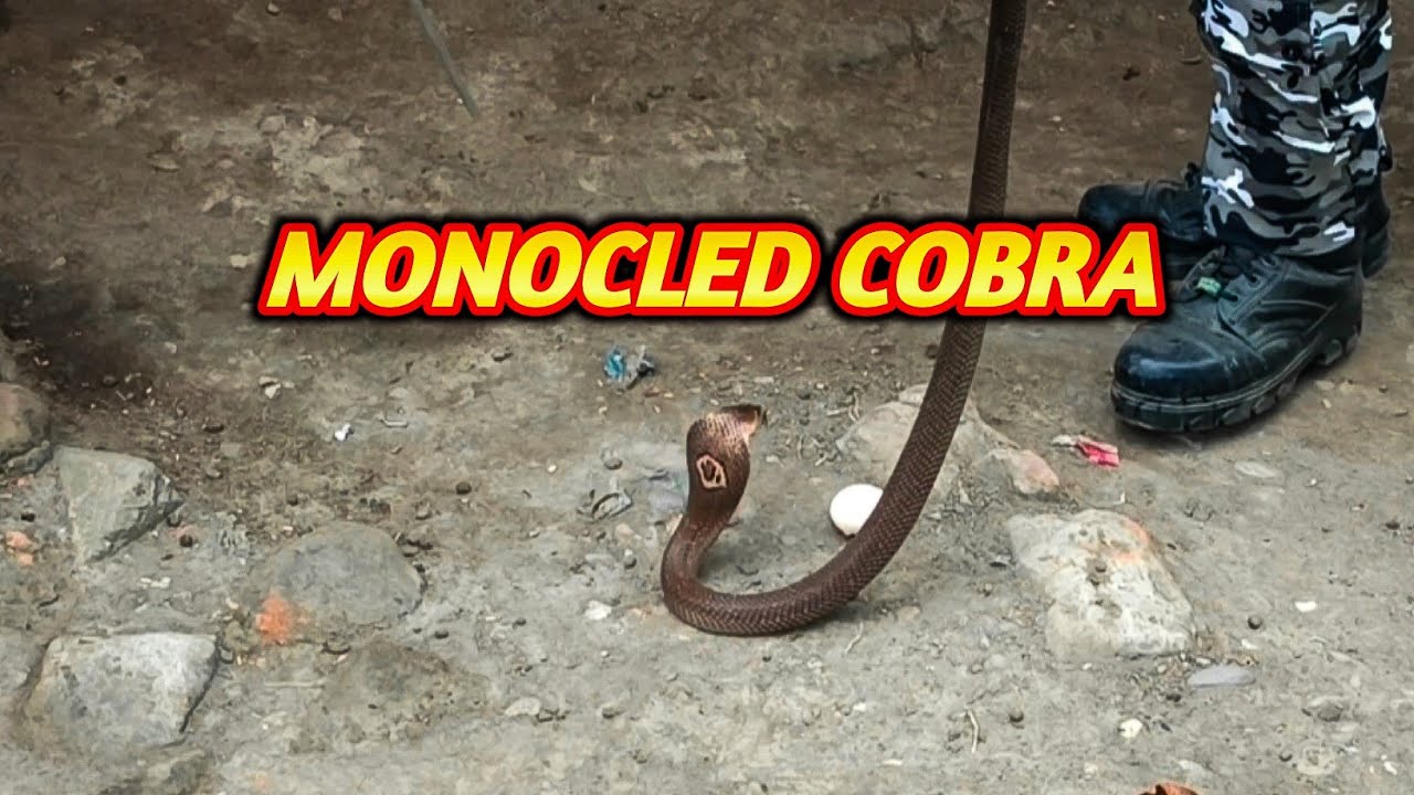 Monocled Cobra Rescue 😱 | Neuro-Toxic Venomous Snake 🥺 | Indian Cobra#viral #snakerescue # ...