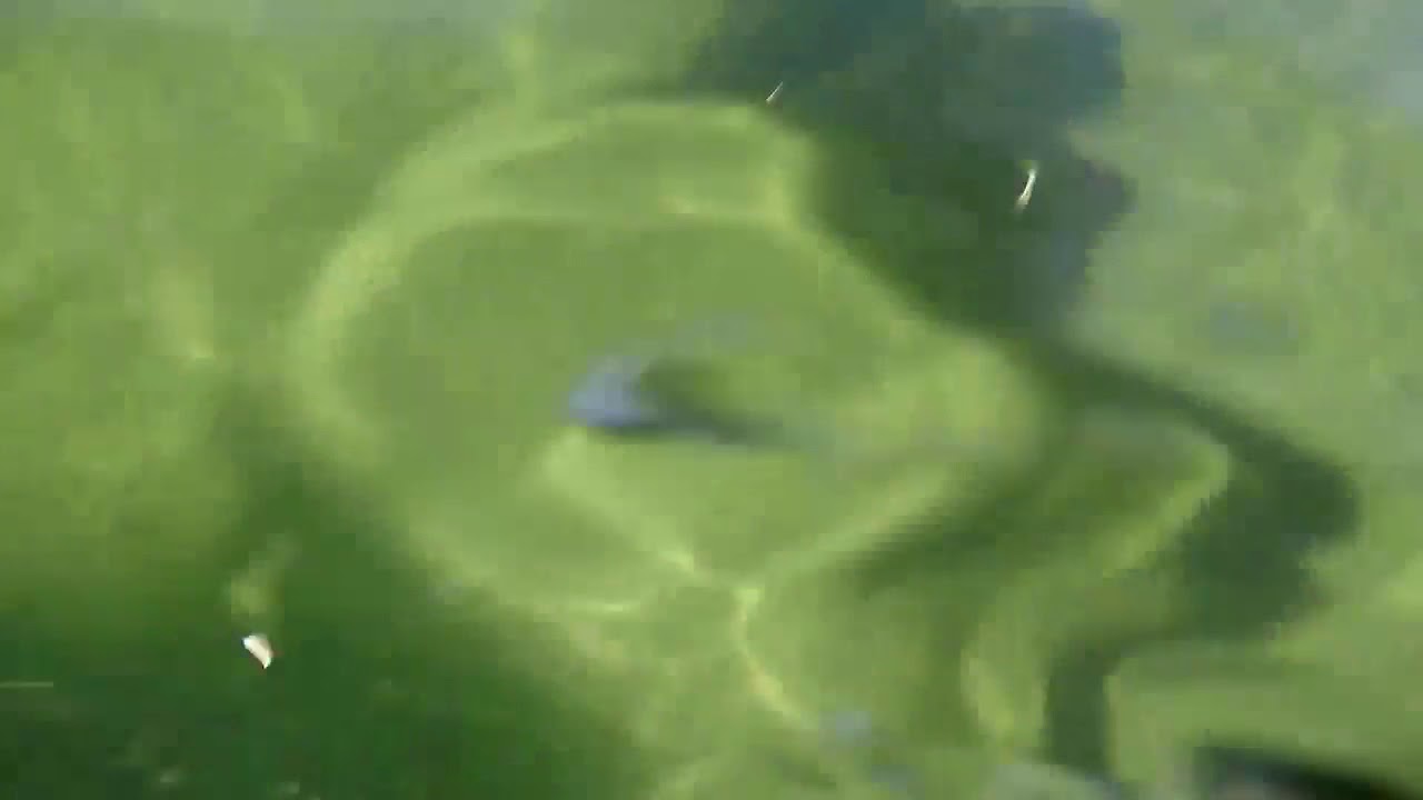 9ft Hammerhead Anclote Sandbar 5ft. Of water. Sept 23, 2018 - YouTube