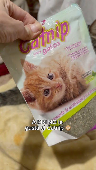 Un 30% de los gatos no reaccionan al Catnip #gatos #cat #mascotas #catnip - YouTube