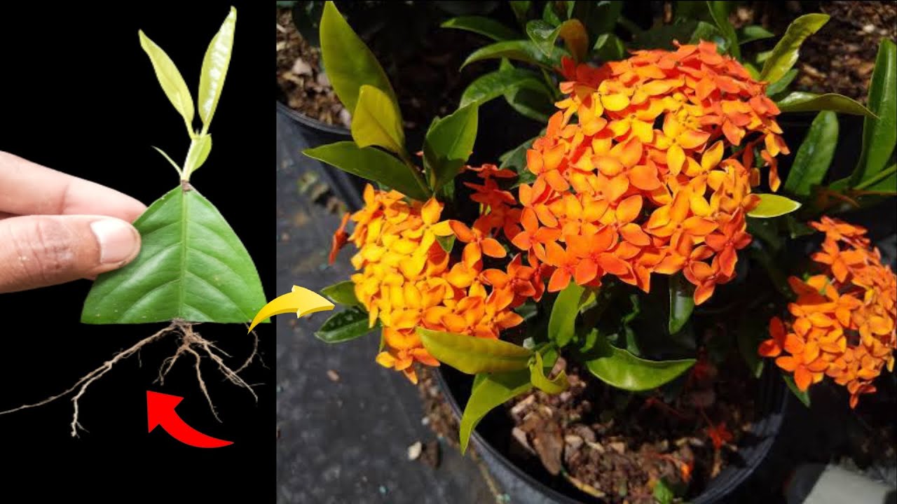 How to grow ixora plant with potato,, propagate ixora tree from leave ...